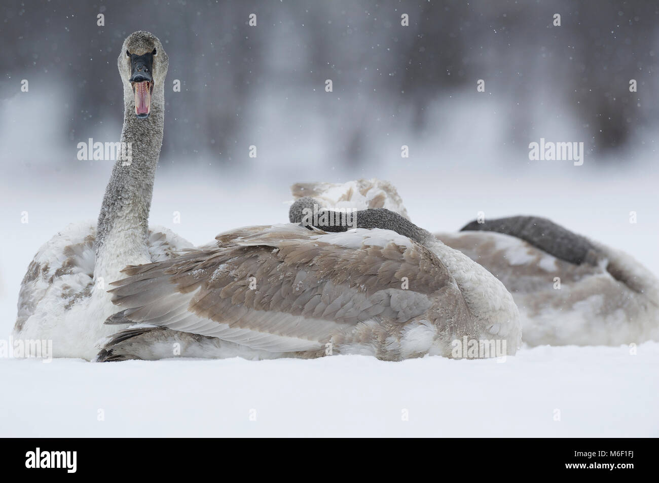Immature swans hi-res stock photography and images - Alamy