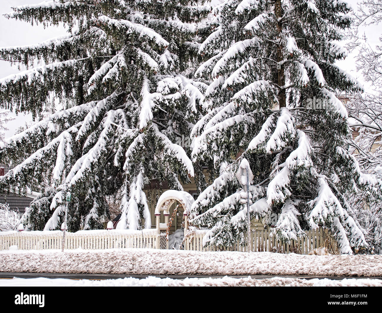 House covered with trees hi-res stock photography and images - Alamy