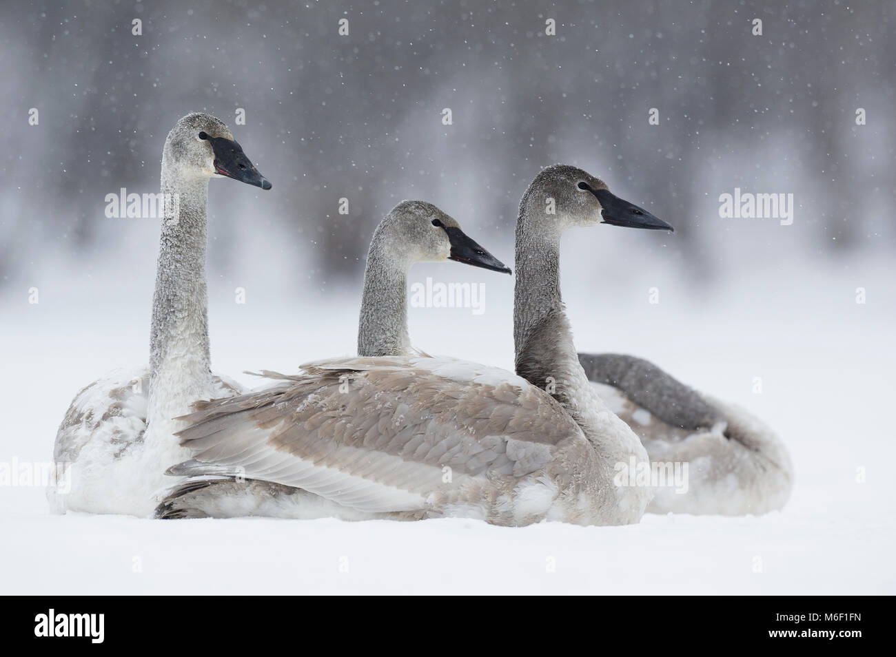 Immature trumpeter swans hi-res stock photography and images - Alamy