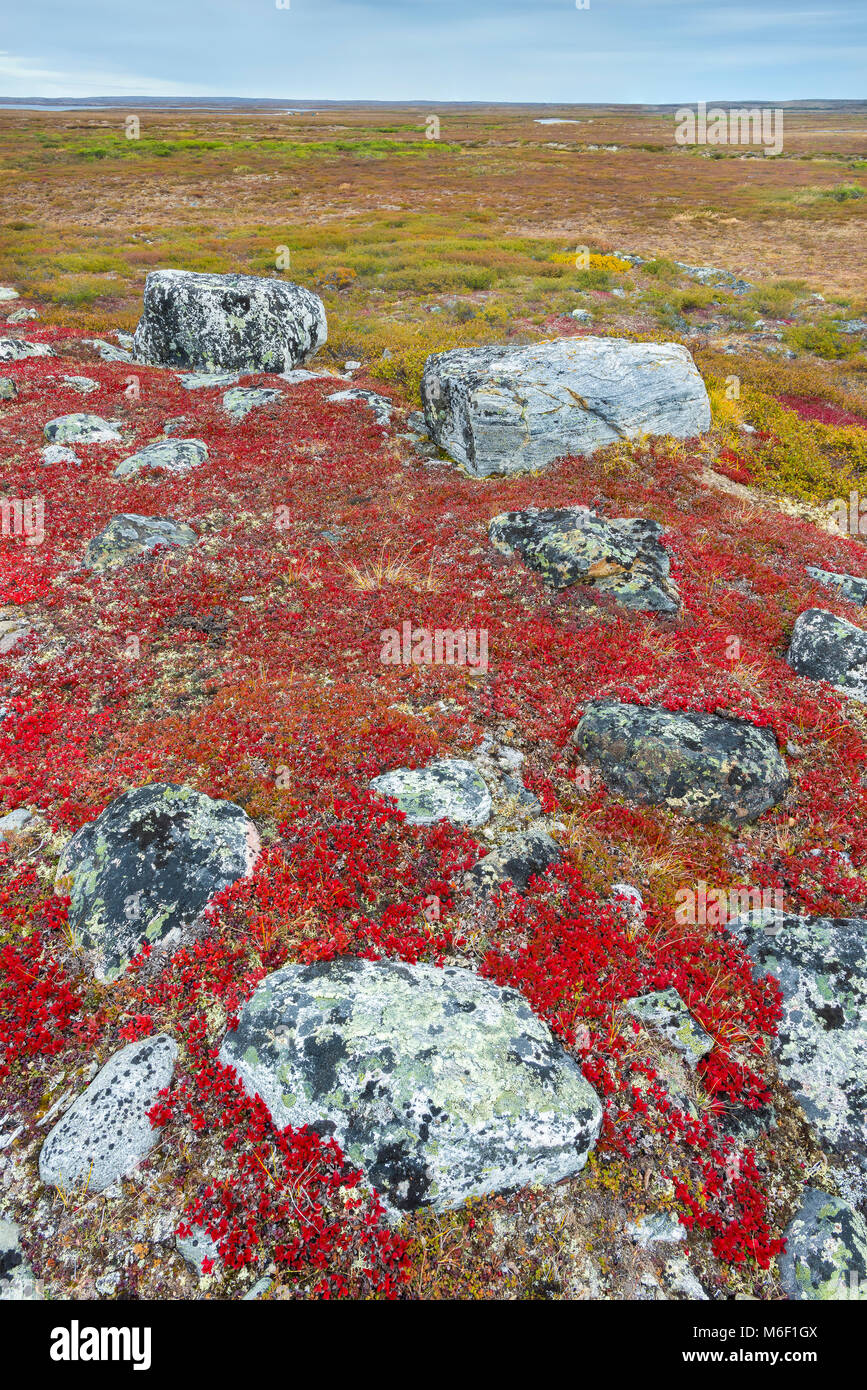 Bearberry,Tundra, Nunavik region, northern Quebec near Ungava Bay ... Bearberry,Tundra, Nunavik region, northern Quebec near Ungava Bay ...