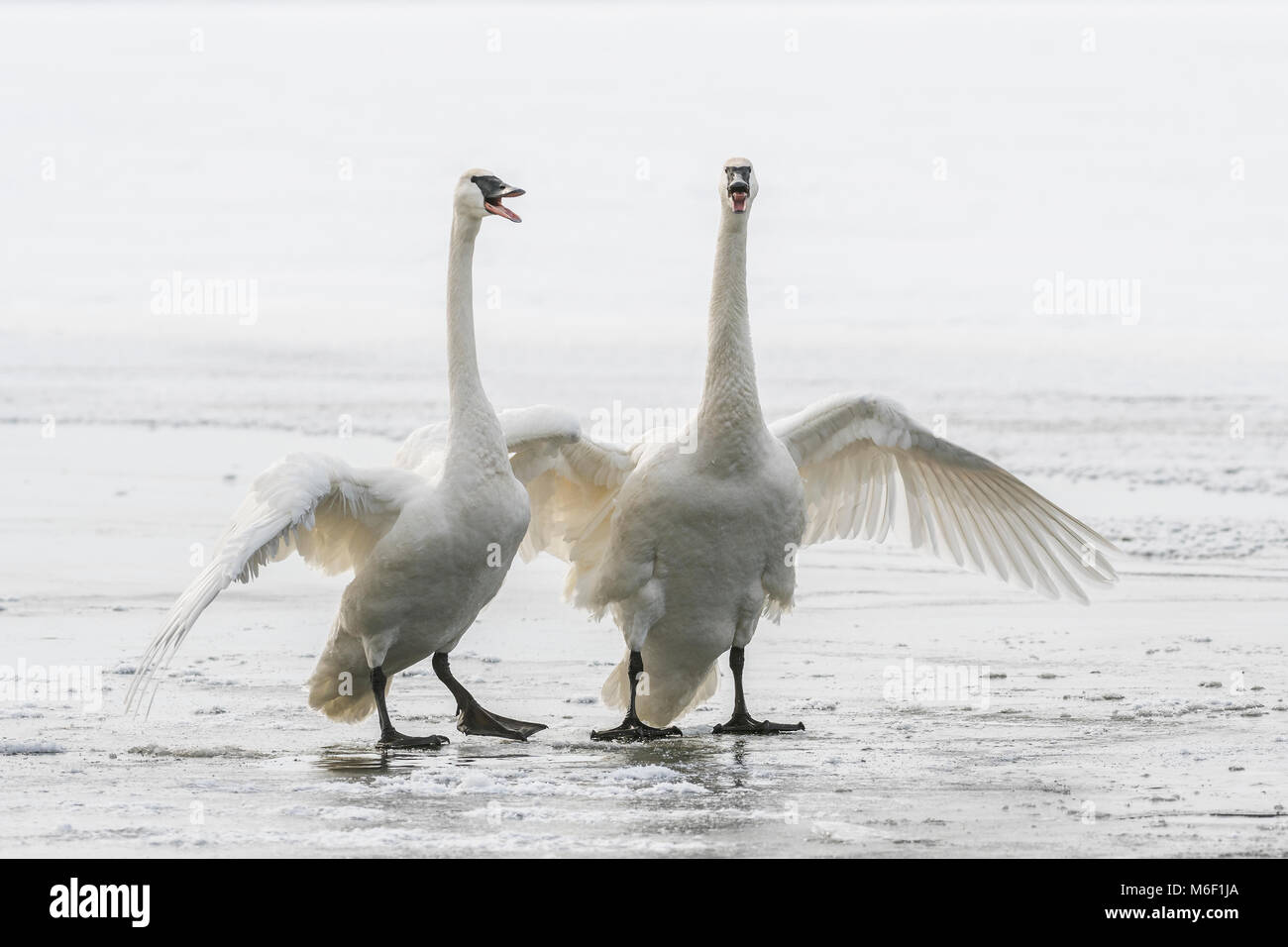 Trumpeter swans (Cygnus buccinator), St. Croix River between Minnesota ...