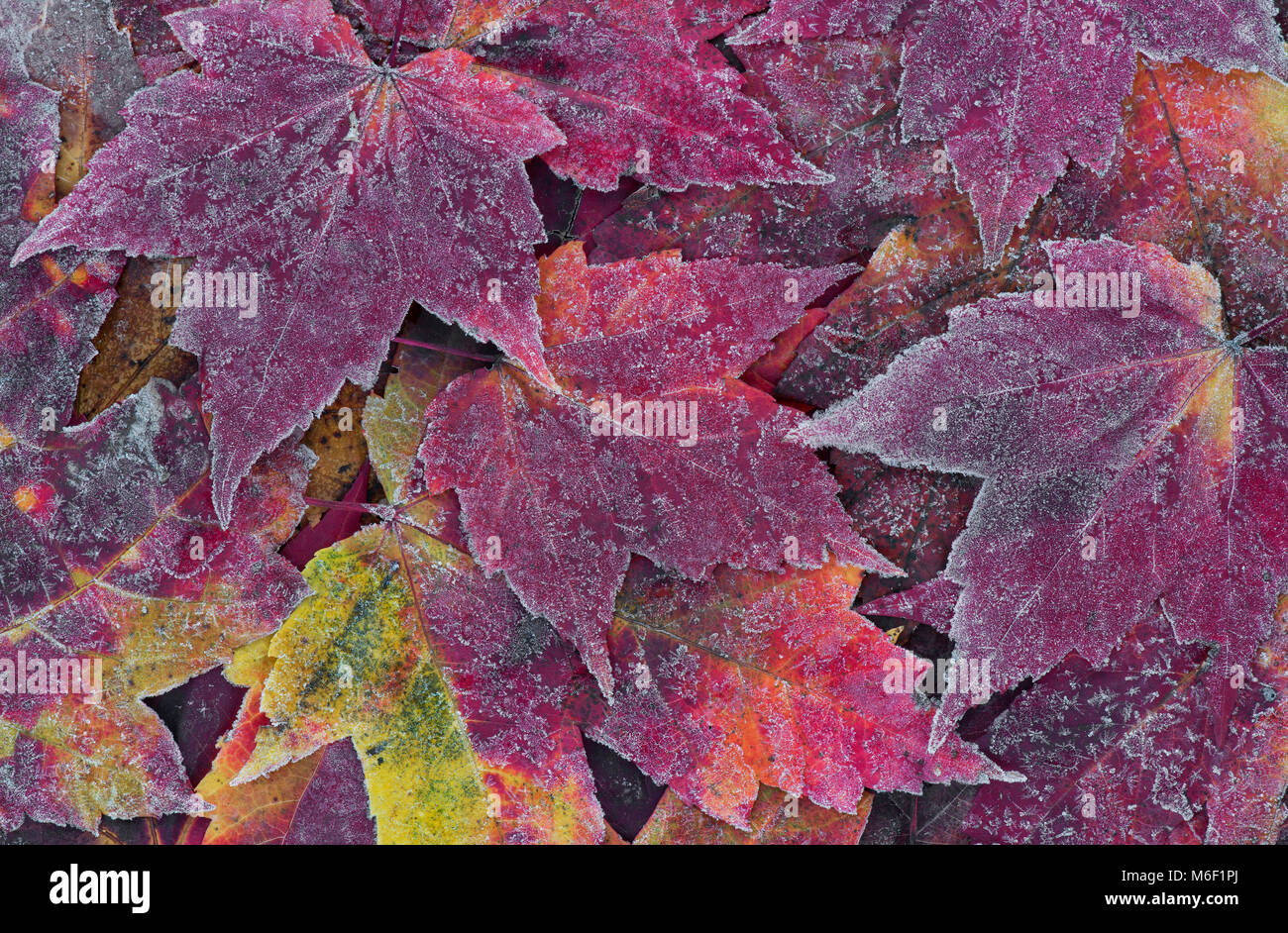 Skip moody dembinsky hi-res stock photography and images - Alamy