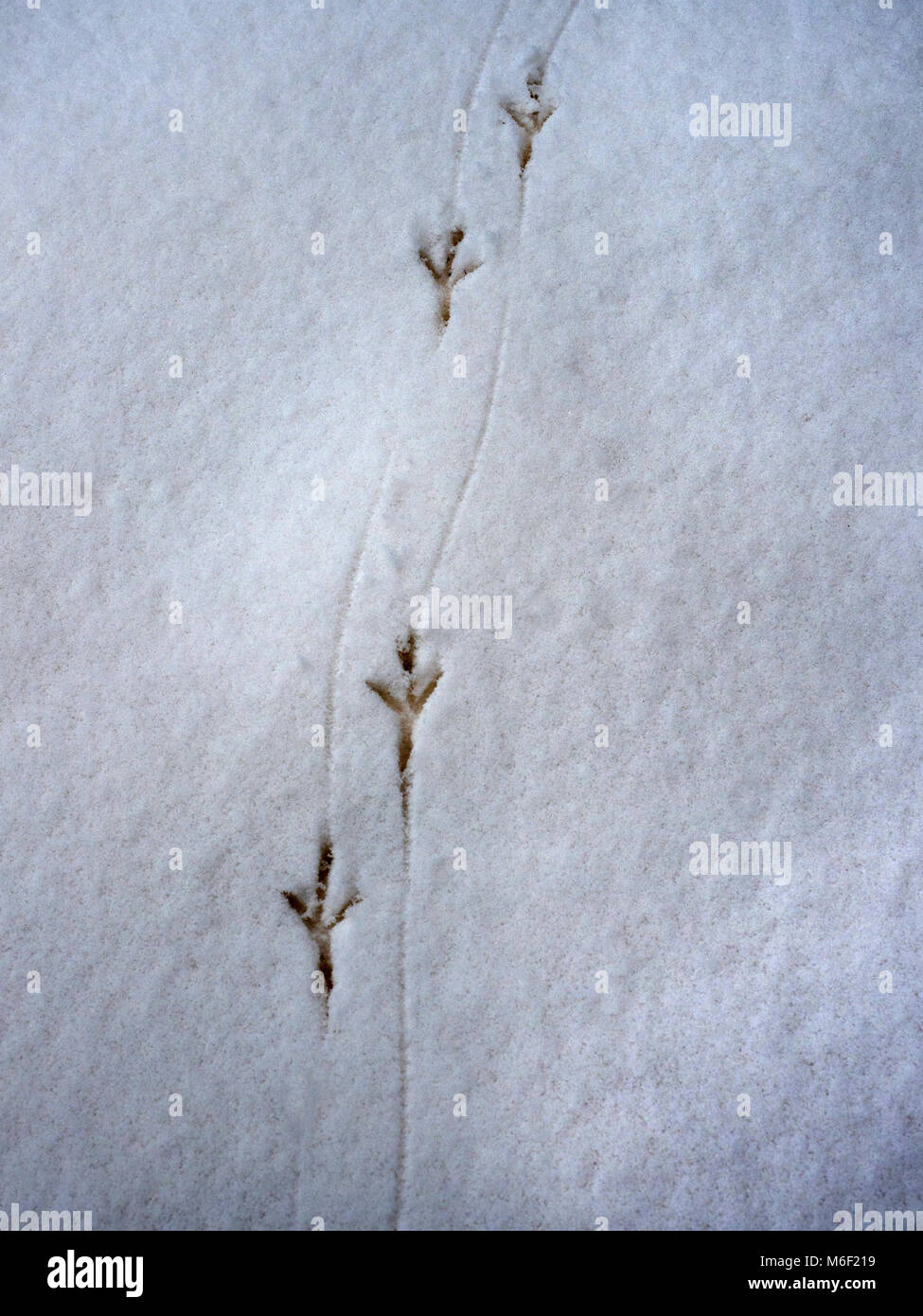 Blackbird Turdus merula tracks in snow Stock Photo - Alamy