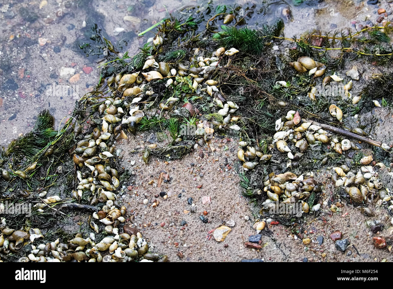 Pile Of Snail Shells High Resolution Stock Photography and Images - Alamy