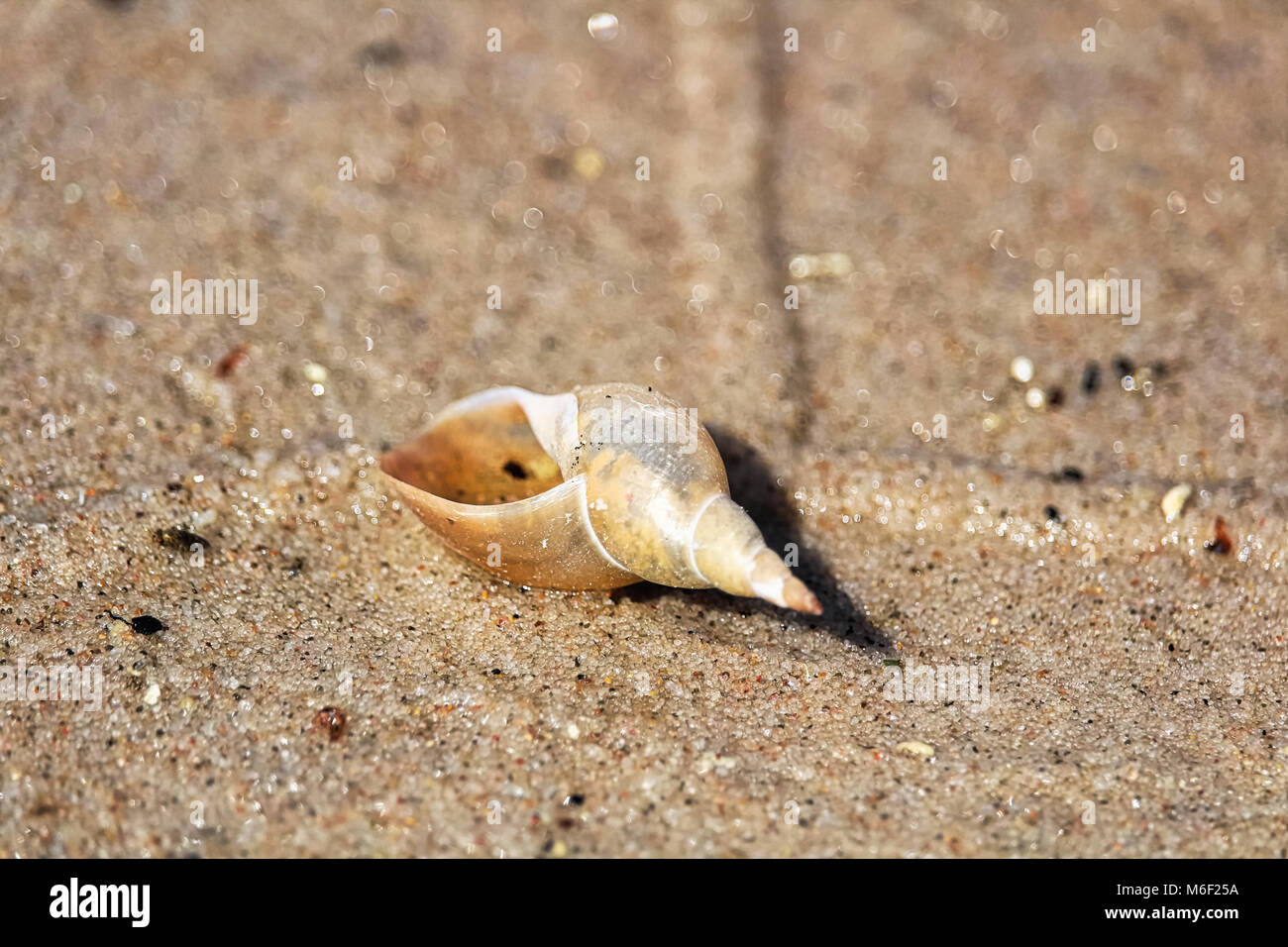 Canada Shells Seashells High Resolution Stock Photography and Images ...