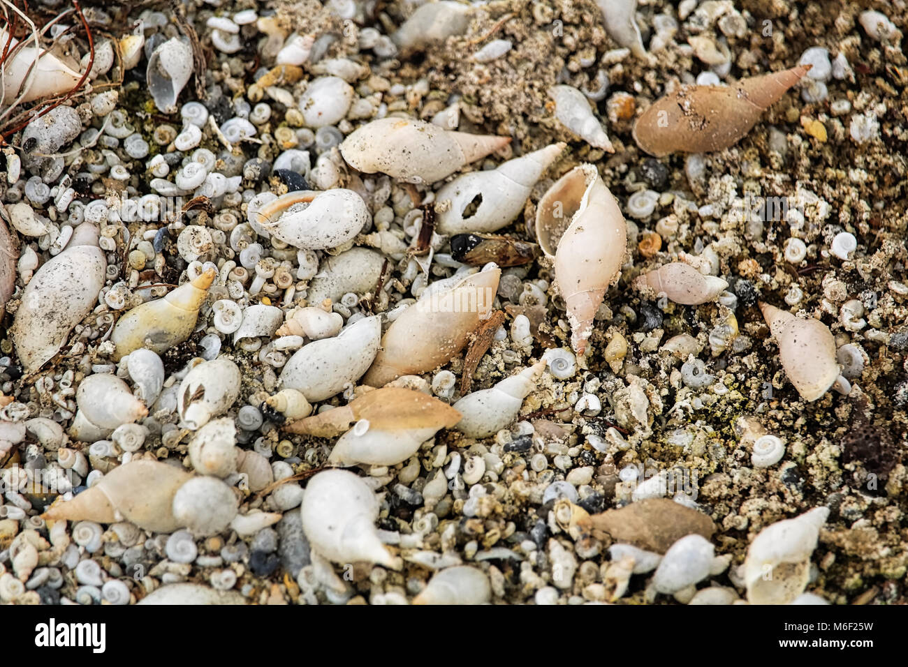Pile of snail shells hi-res stock photography and images - Alamy