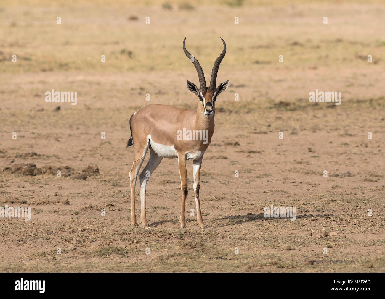 Gazelle animal hi-res stock photography and images - Alamy