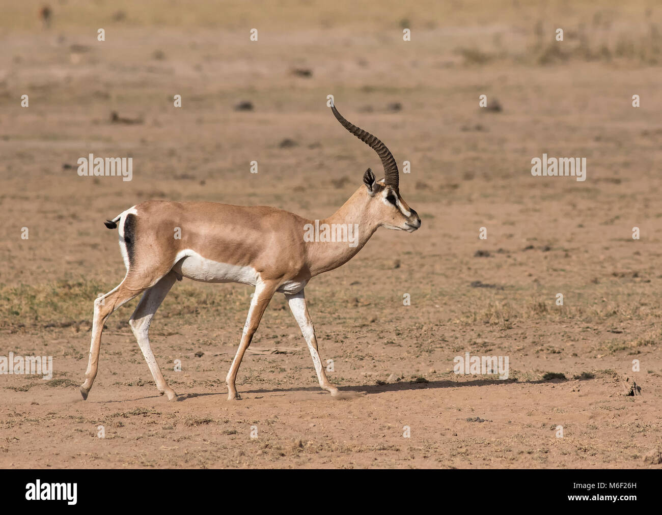 Gazelle animal hi-res stock photography and images - Alamy