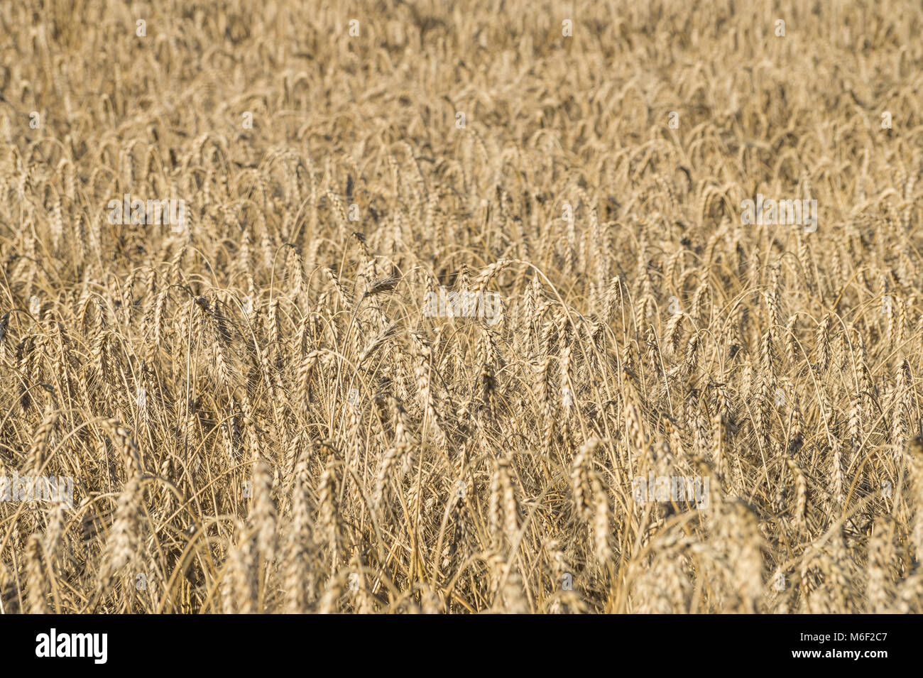 Corn field texture hi-res stock photography and images - Alamy