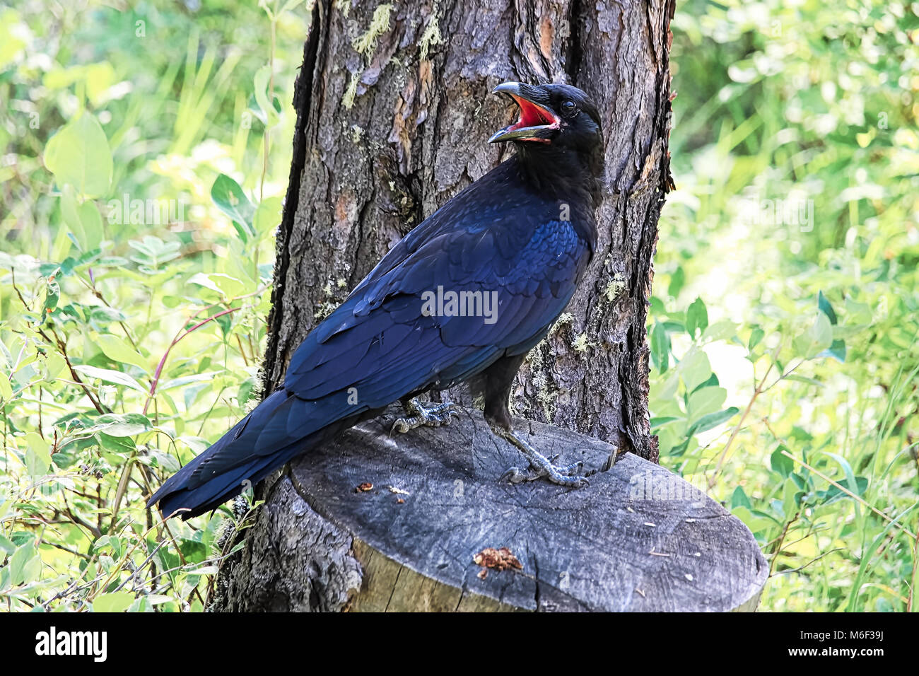 Raven with open mouth hi-res stock photography and images - Alamy