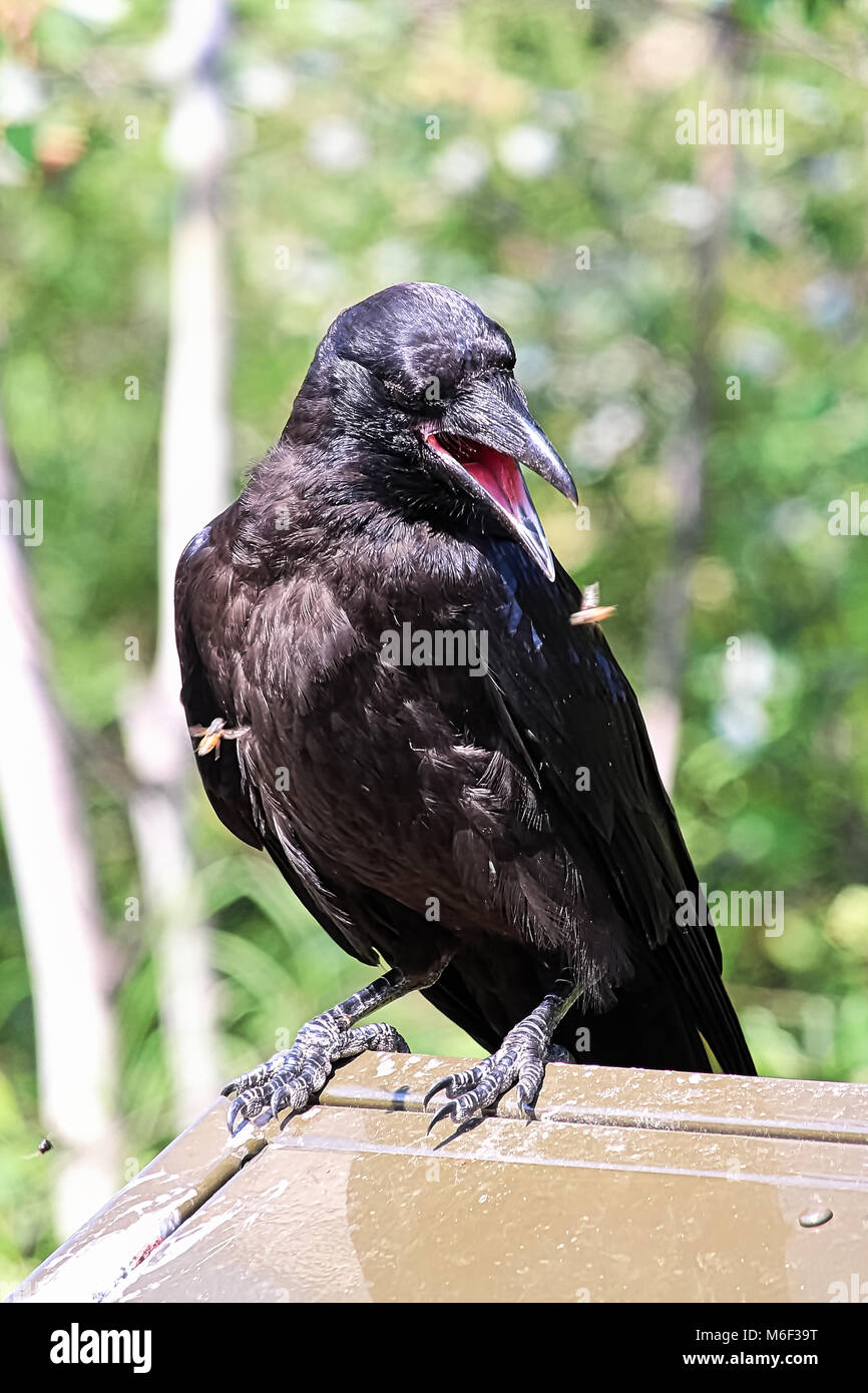 A raven perched on a garbage container catching flies Stock Photo - Alamy