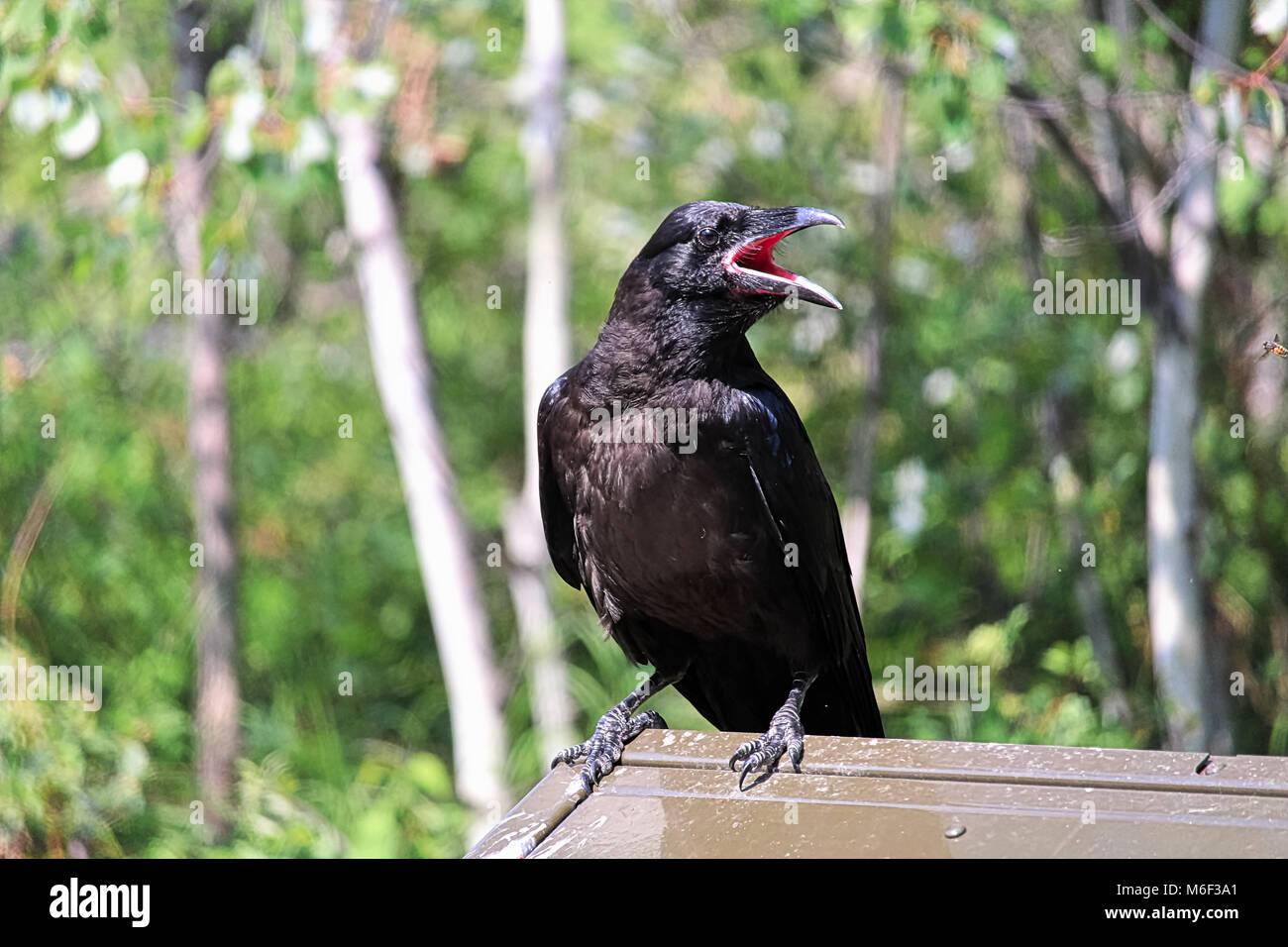A raven perched on a garbage container catching flies Stock Photo - Alamy