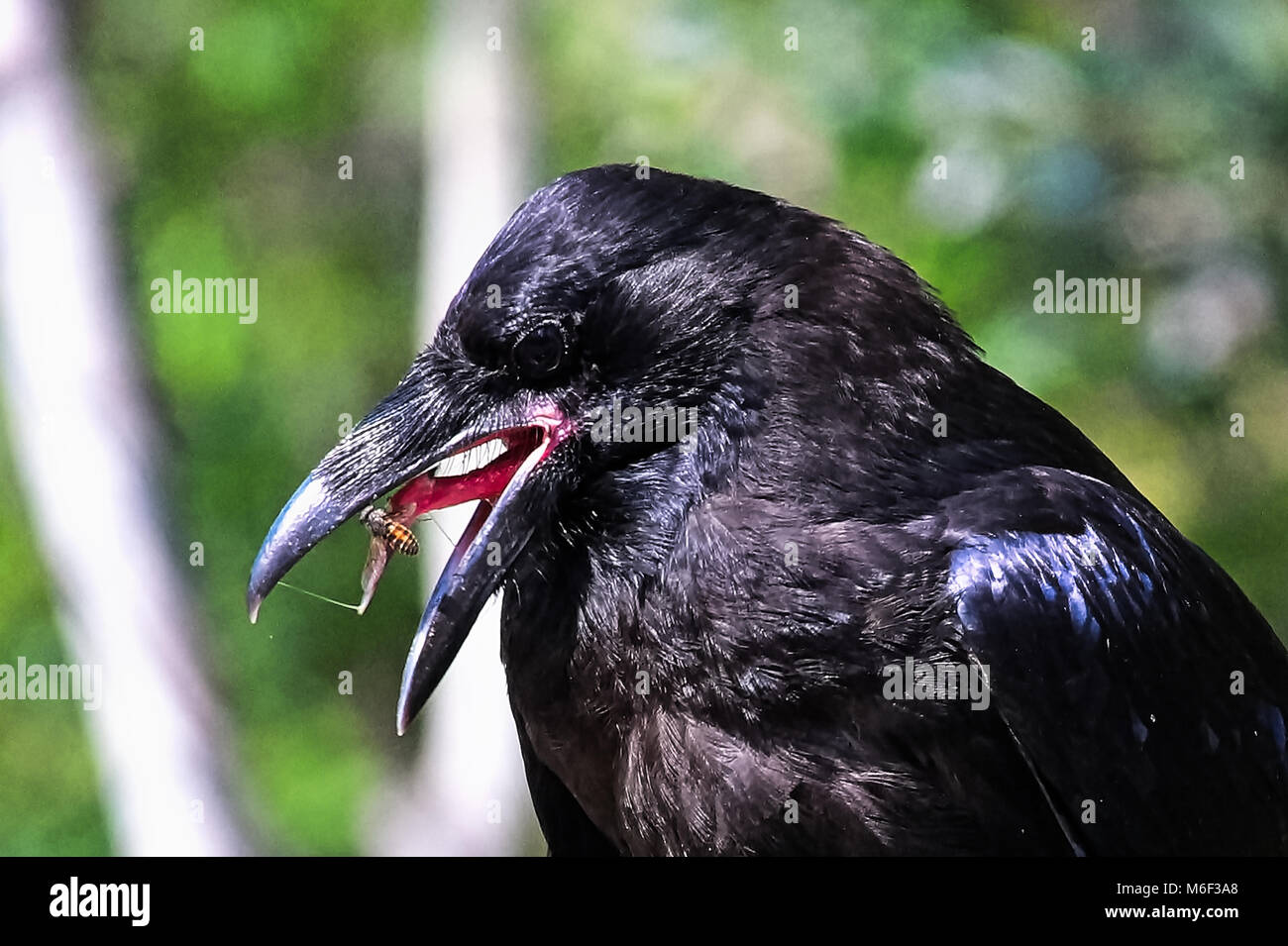 Raven with open mouth hi-res stock photography and images - Alamy