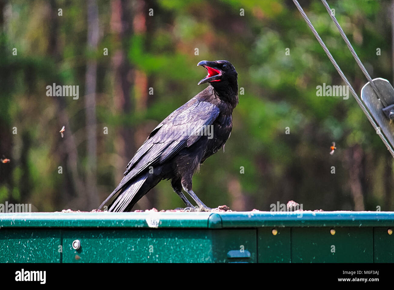 Raven with open mouth hi-res stock photography and images - Alamy