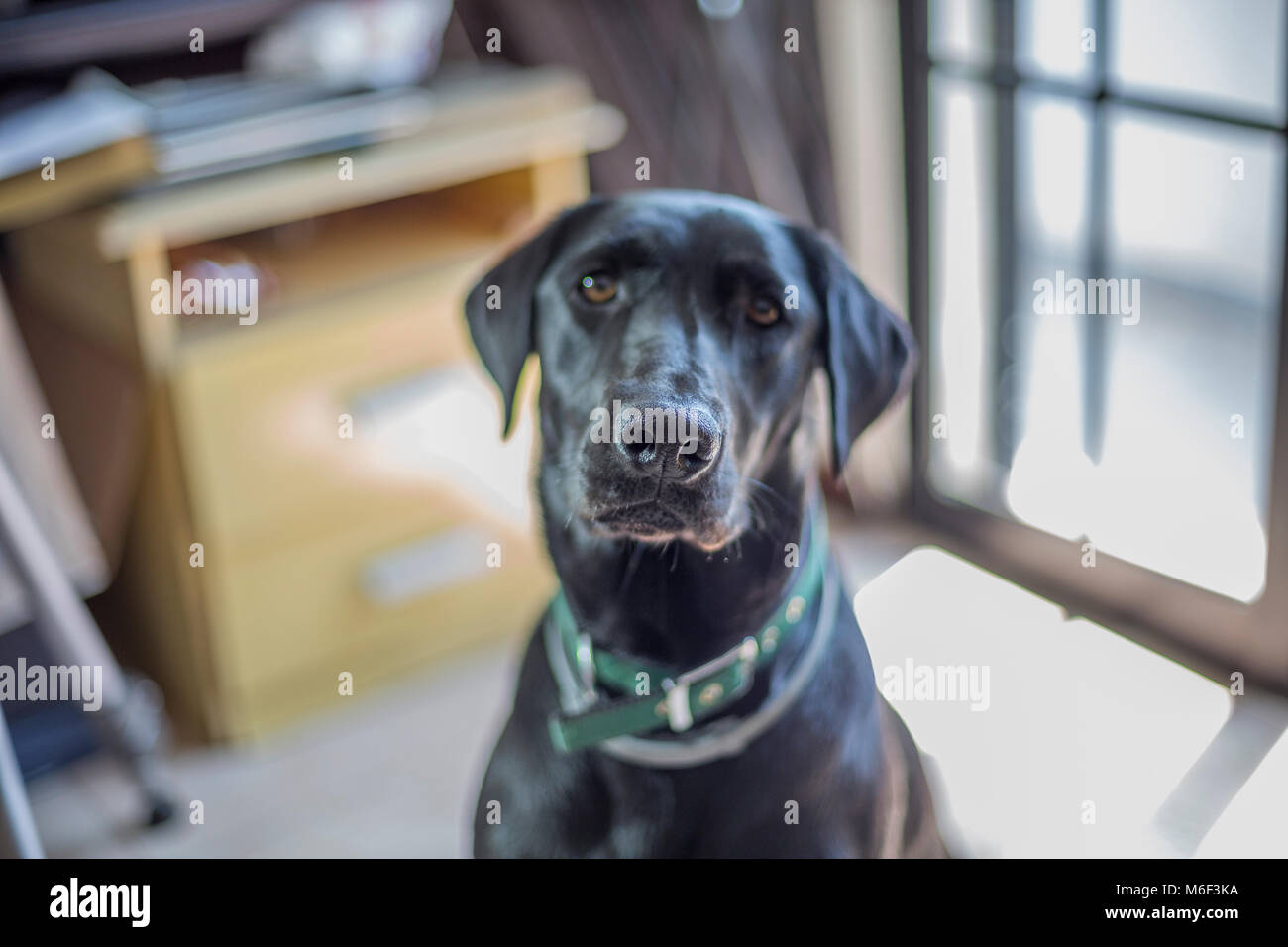 my black retriever labrador dog in home Stock Photo - Alamy