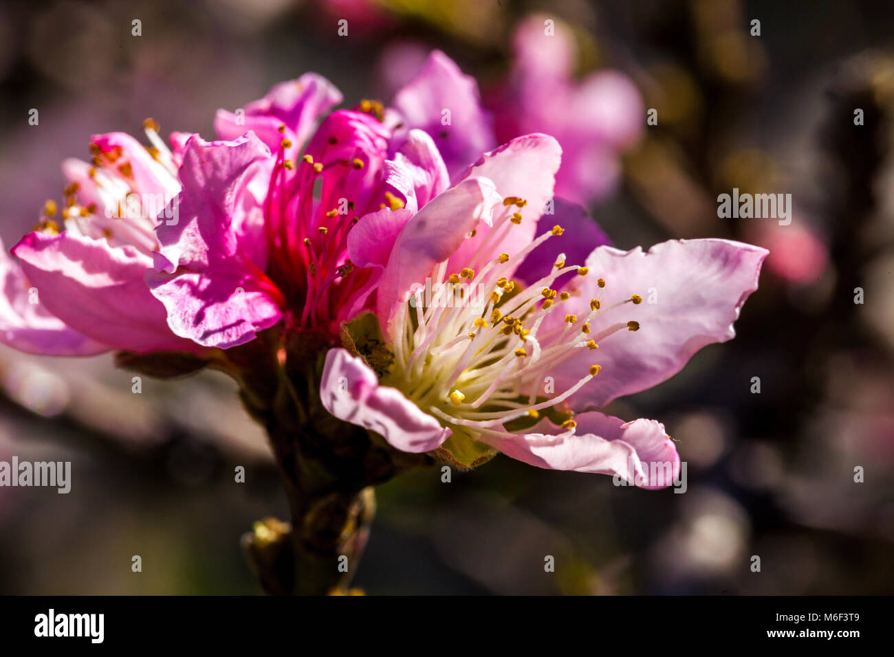 Japanese blooming cherry hi-res stock photography and images - Alamy