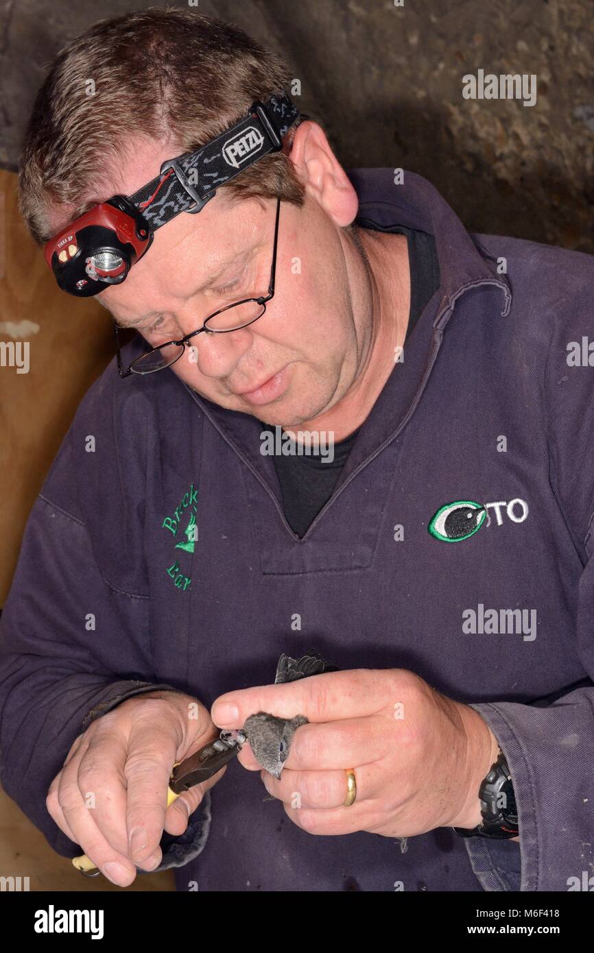 Simon Evans ringing a Common swift chick (Apus apus) removed briefly ...