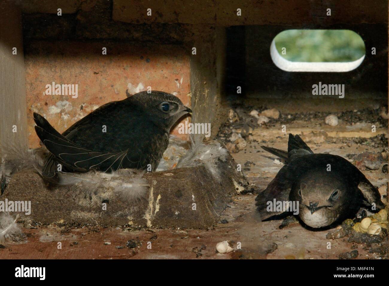 Apus apus uk chicks hi-res stock photography and images - Alamy