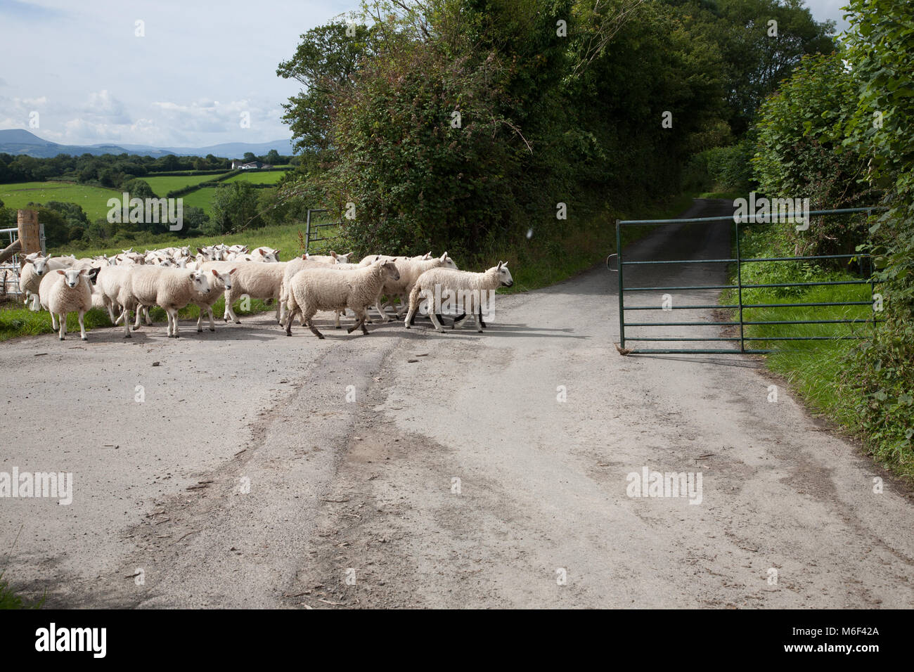 Sheep at gate hi-res stock photography and images - Alamy
