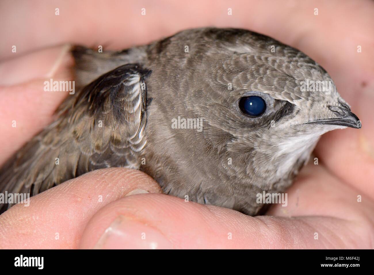 Common swift chick (Apus apus) removed briefly from a nest box in a ...