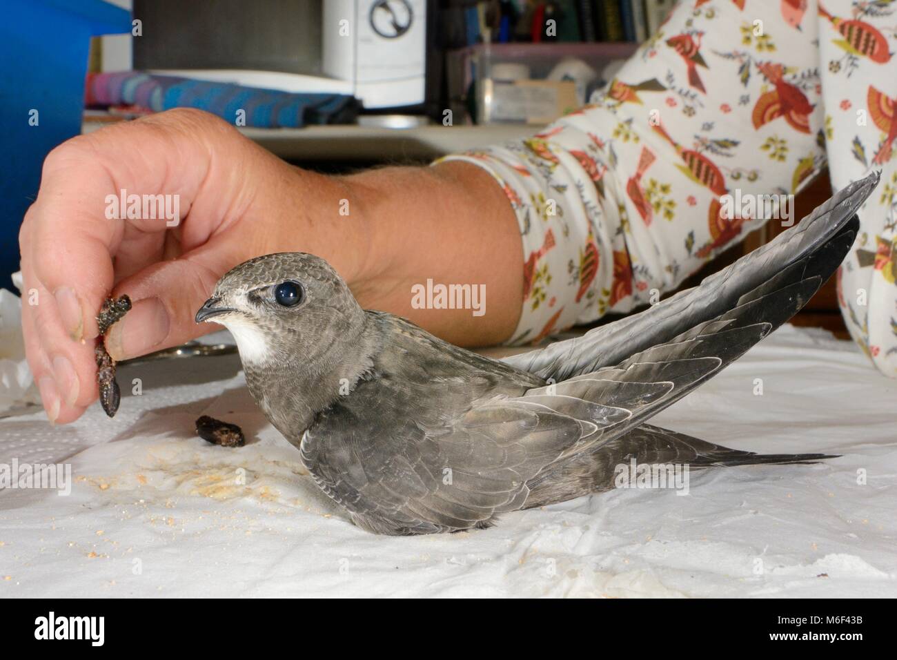 Orphaned Common swift chick (Apus apus) being offered insect food by ...