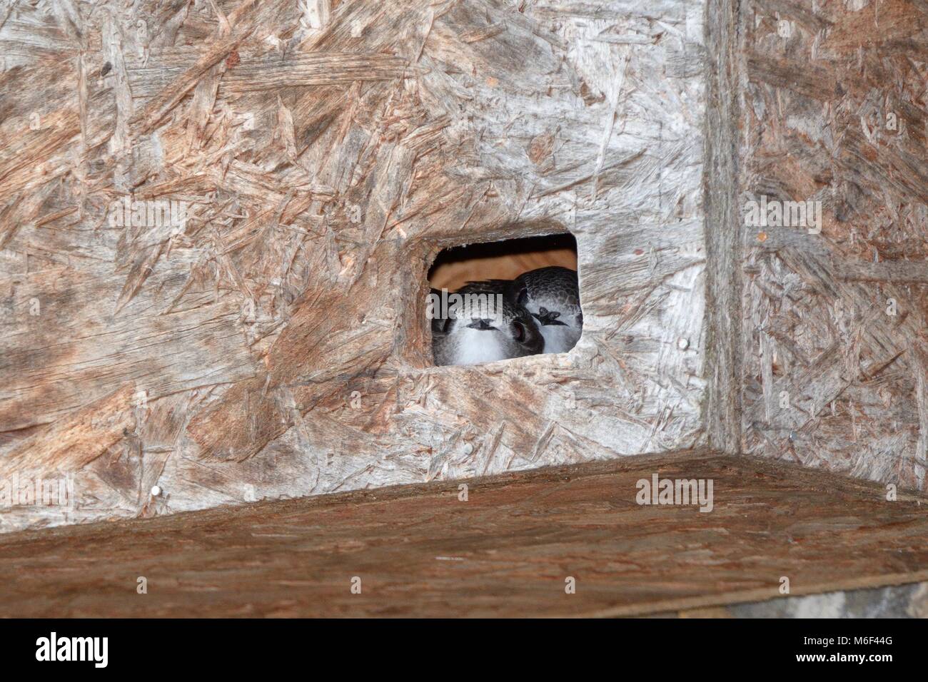 Apus apus chicks at nest hi-res stock photography and images - Alamy