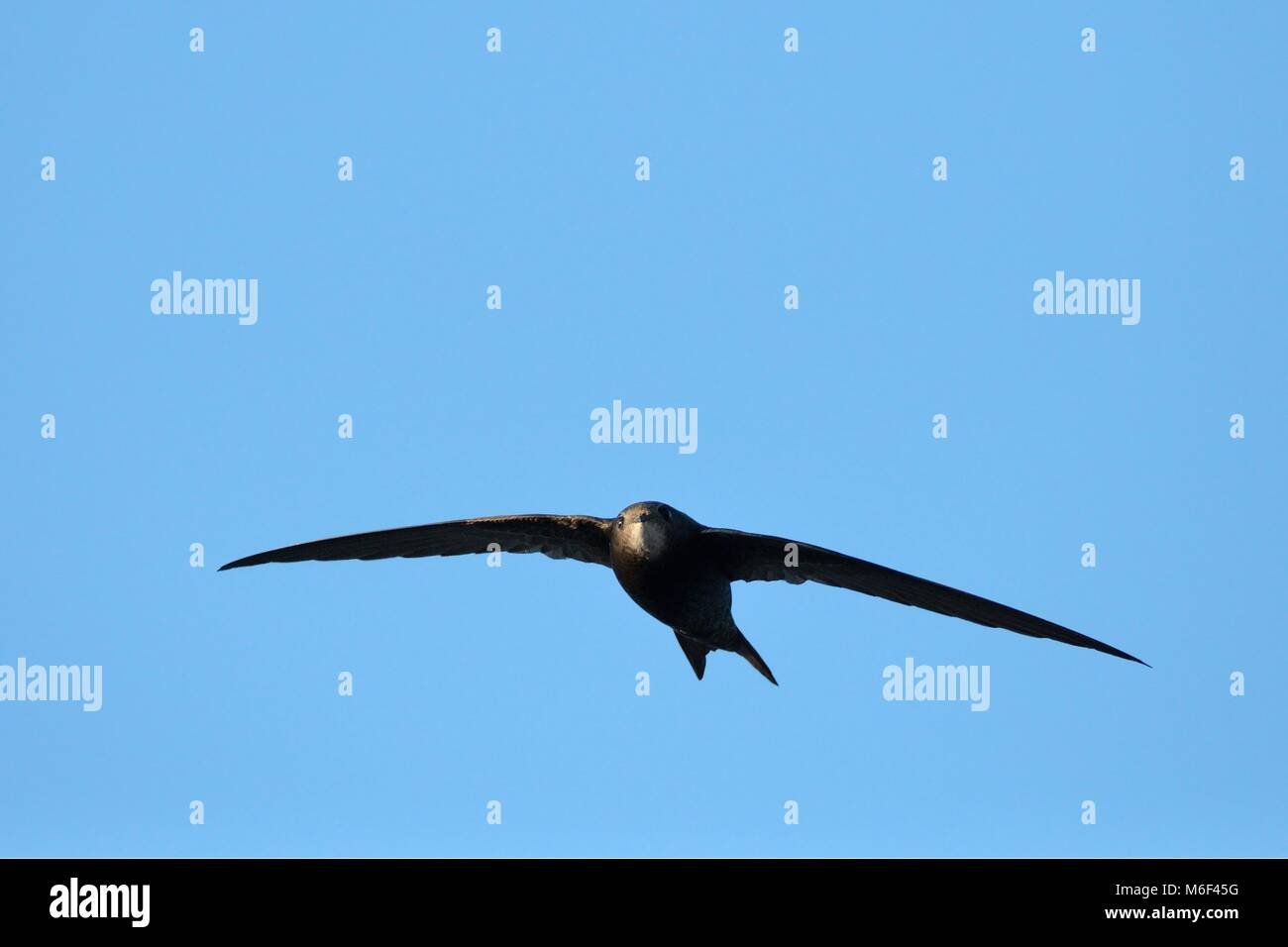 Common swift (Apus apus) in flight, head on view, Lacock, Wiltshire, UK ...