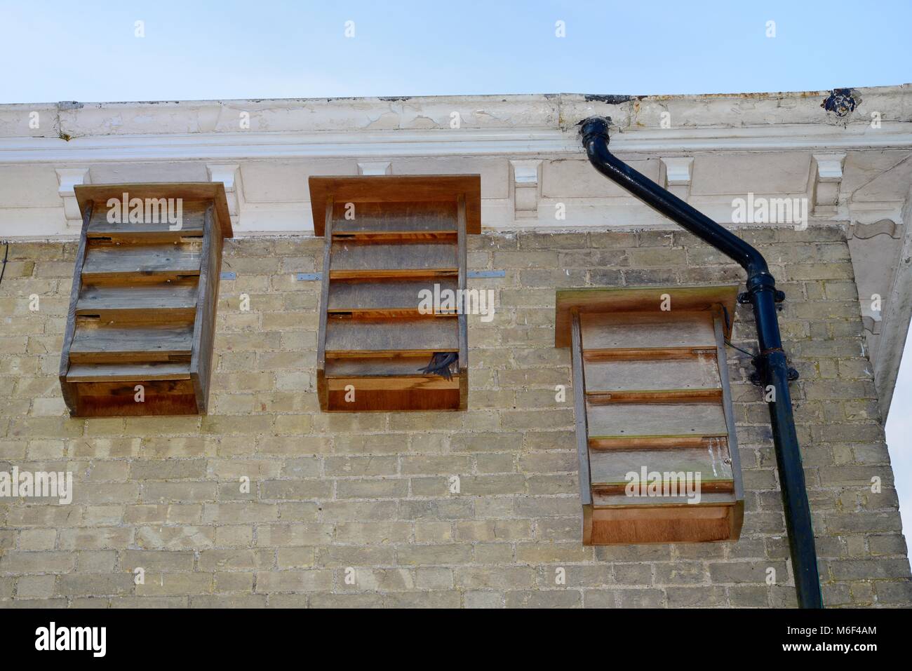 Swift apodidae nest hi-res stock photography and images - Alamy