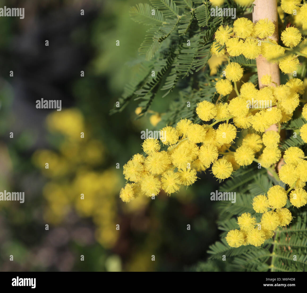 branch of yellow mimosa in bloom symbol of international women's day ...