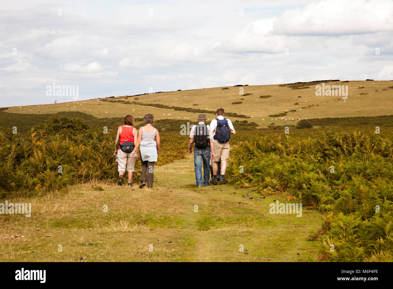 Group of ramblers on the approach to Hergest Ridge near Kington Powys ...