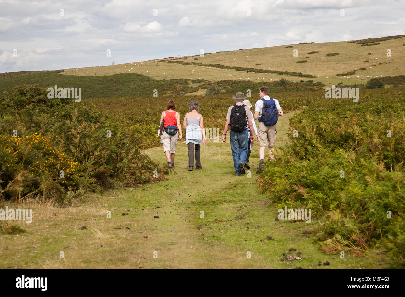 Group of ramblers on the approach to Hergest Ridge near Kington Powys ...