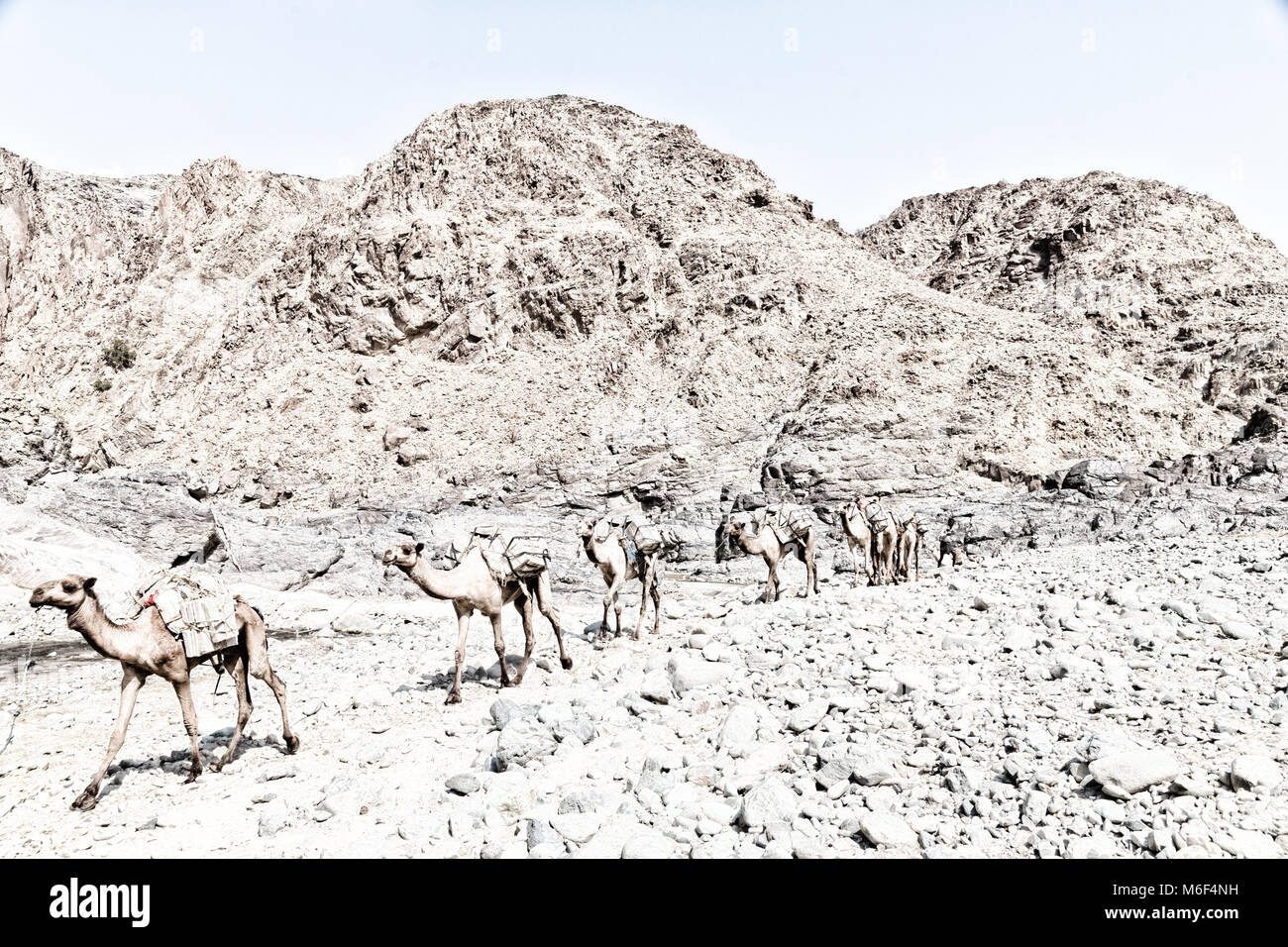 Camel caravan afar mining hi-res stock photography and images - Alamy