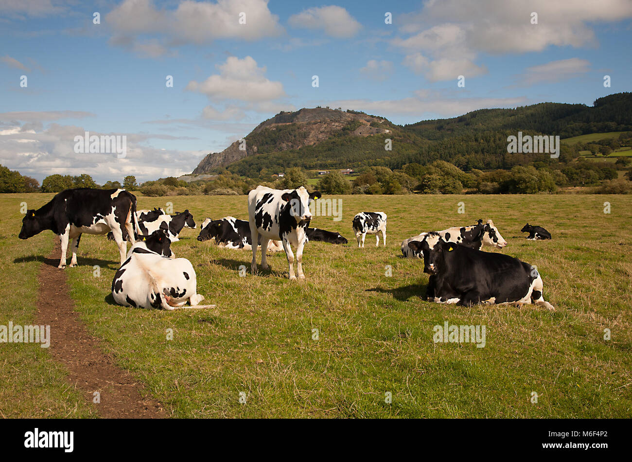 Friesian cattle grazing hi-res stock photography and images - Alamy