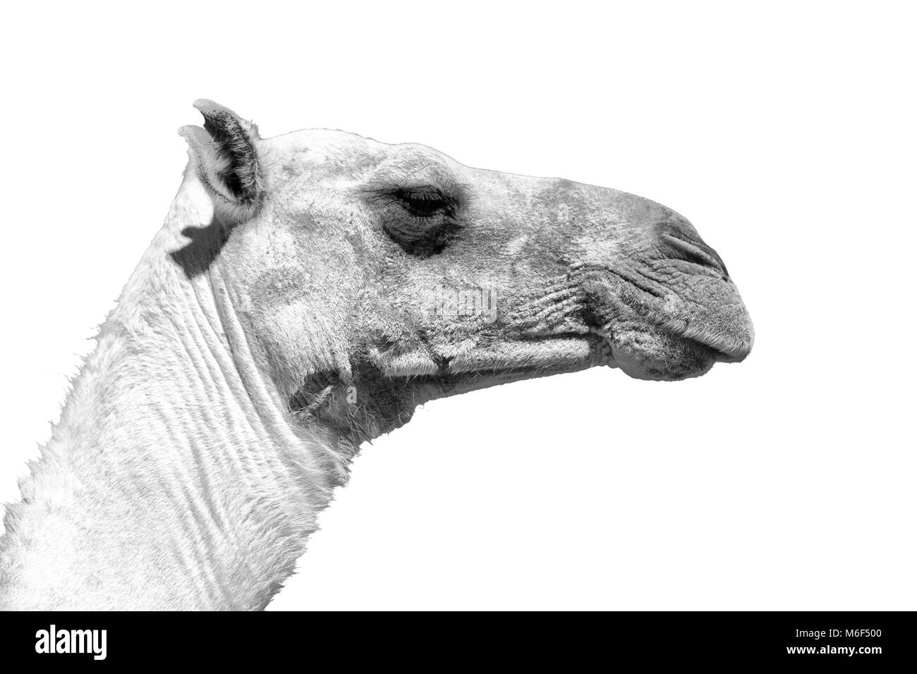 in ethiopia africa camel in the sky like abstract background Stock ...