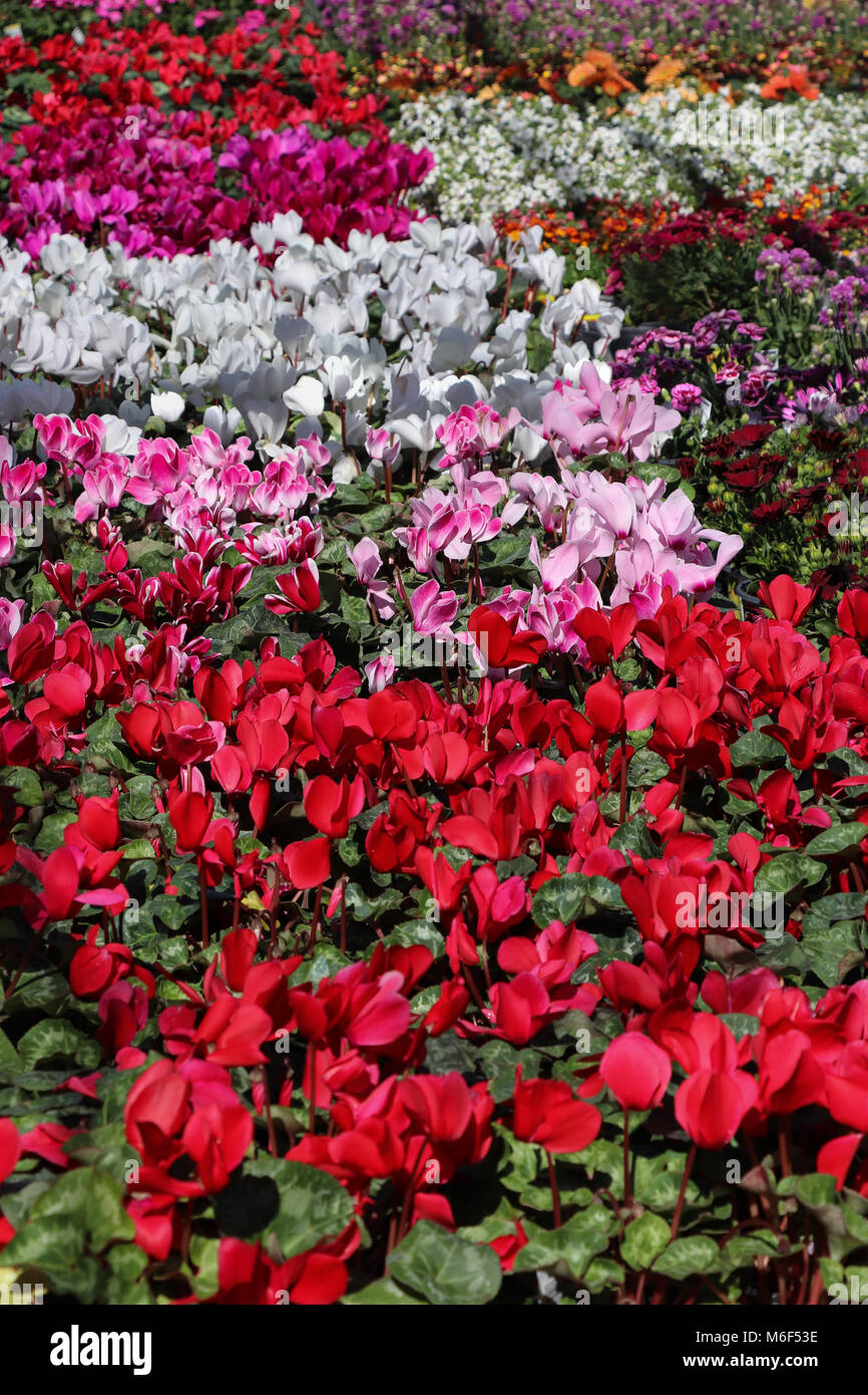 Red and white cyclamen plants hi-res stock photography and images - Alamy