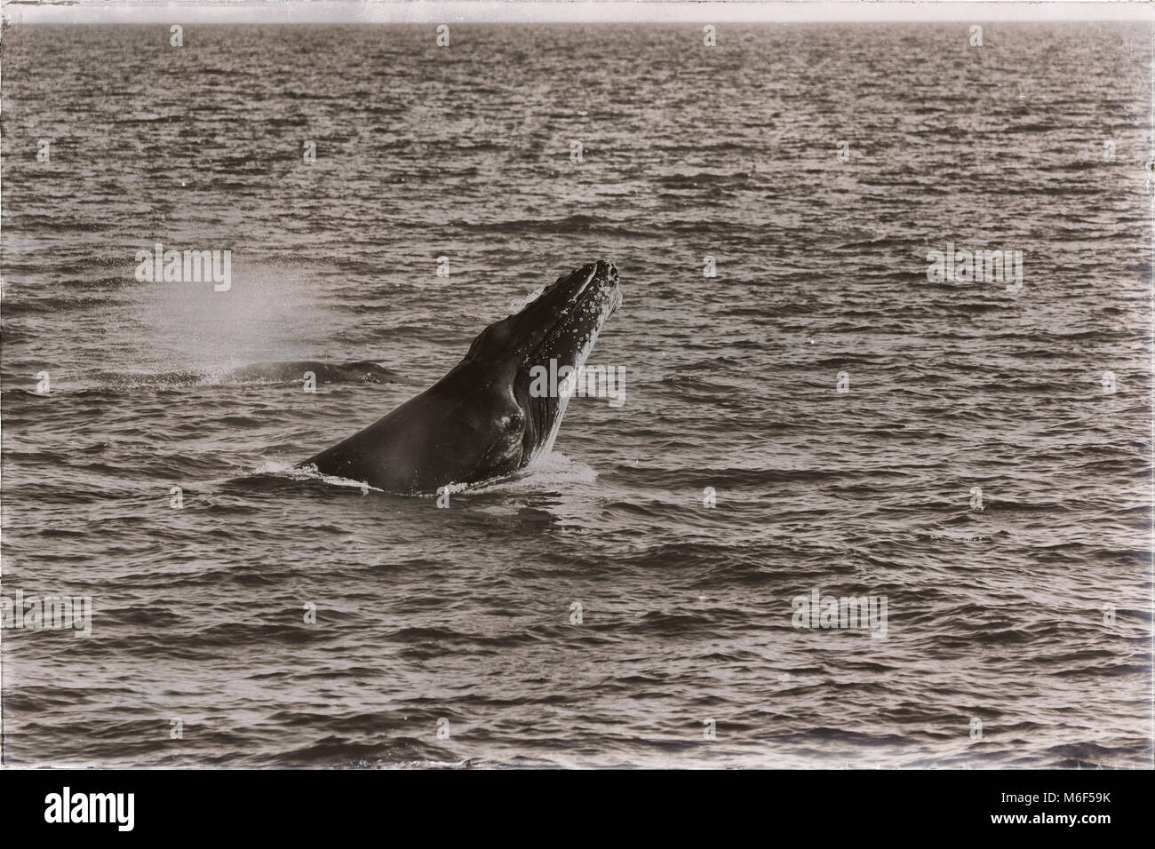 in australia a free whale in the ocean like concept of freedom Stock ...