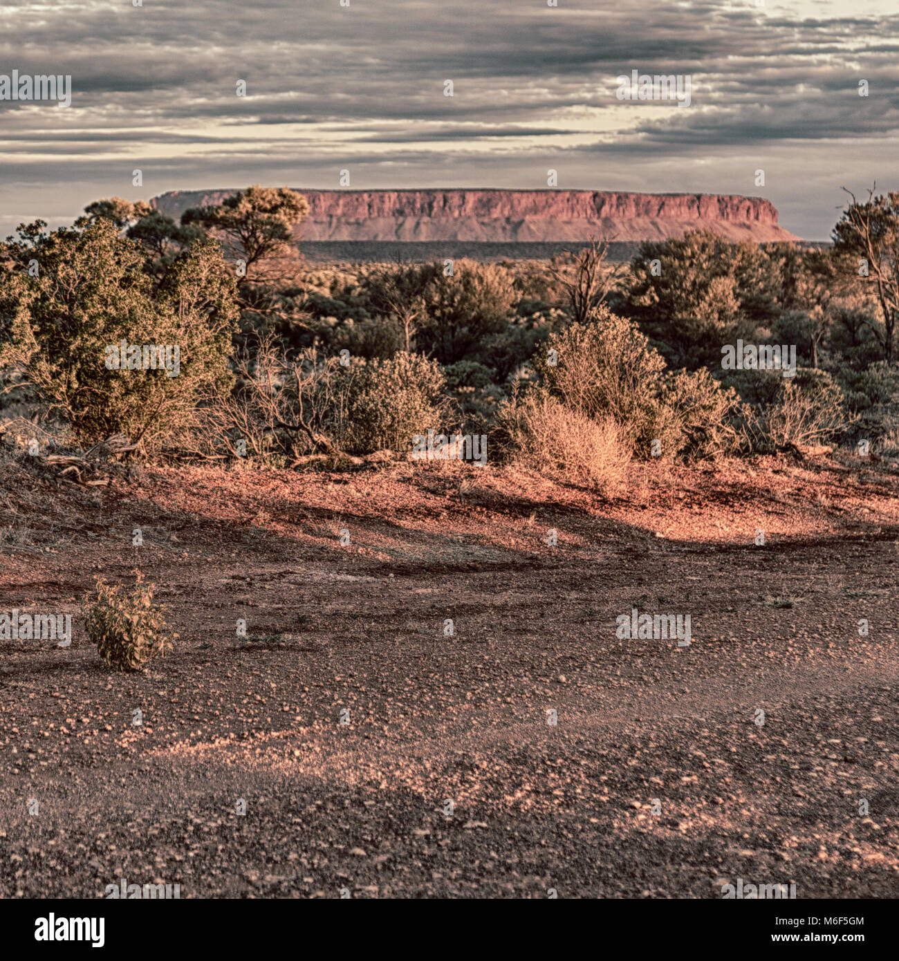in australia the outback canyon and the tree near mountain in the ...