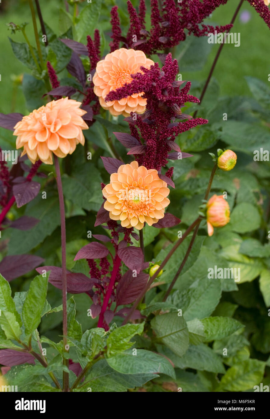 Apricot coloured flowers hi-res stock photography and images - Alamy