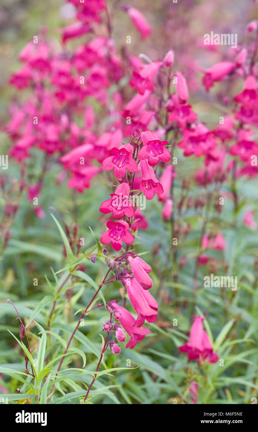 Penstemon flowers in late summer. Beard tongue flower Stock Photo - Alamy