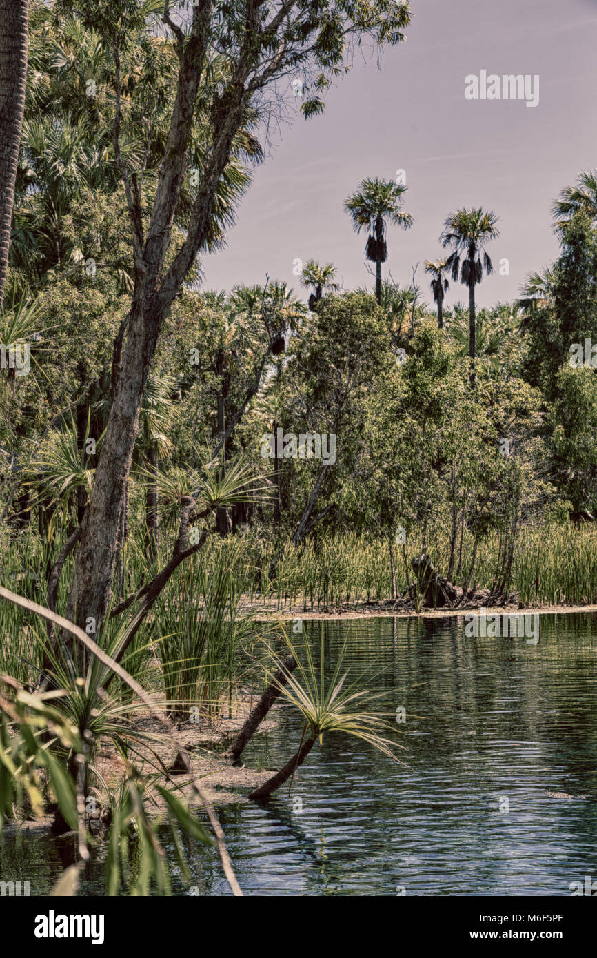 in australia mataranka river the palm and the lake in the nature Stock ...