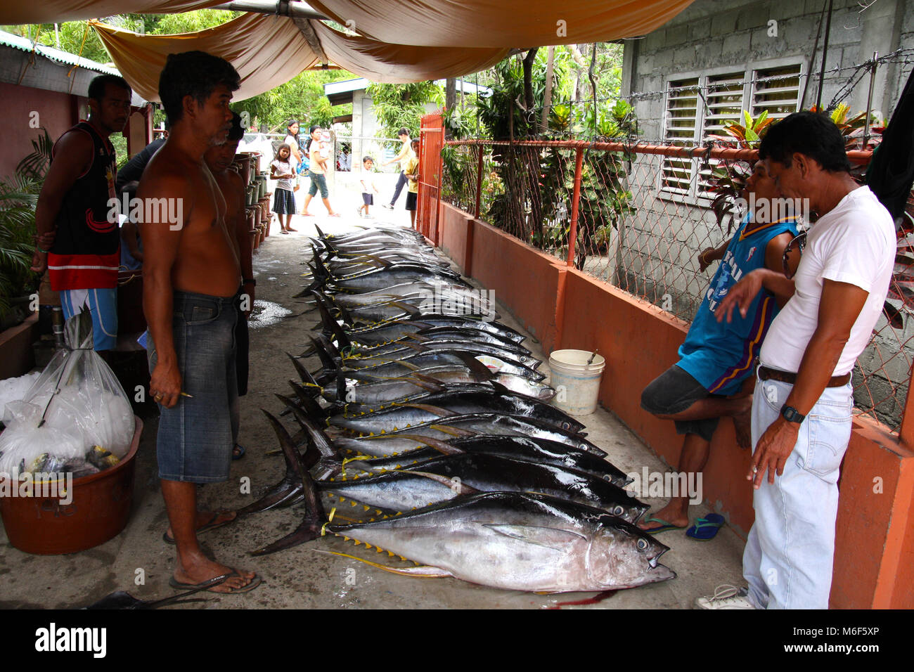 Yellowfin tuna Thunnus albacares freshly landed by the artisanal ...