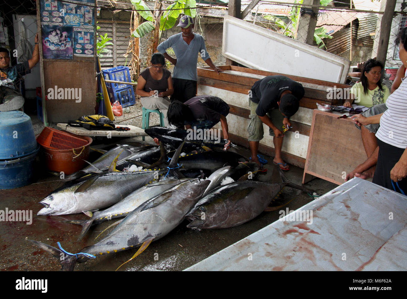 Yellowfin tuna Thunnus albacares freshly landed by the artisanal ...