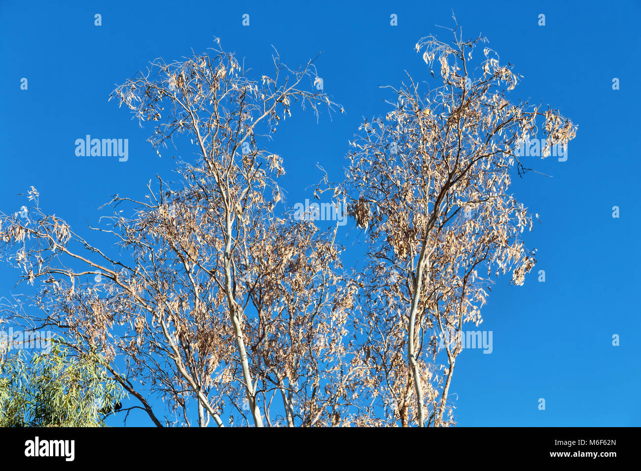 in australia outback the tree and leaf in the clear sky Stock Photo - Alamy