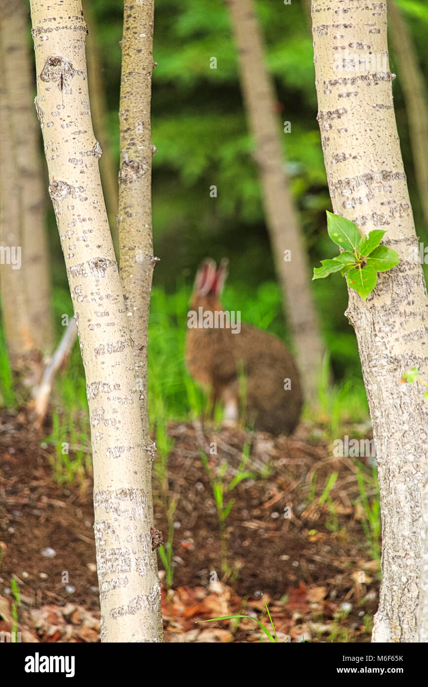 View of a blurred rabbit in the distance between trees Stock Photo - Alamy