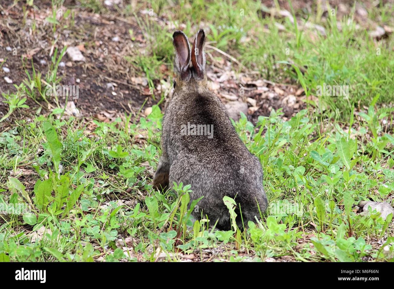 Back view rabbit ears hi-res stock photography and images - Alamy