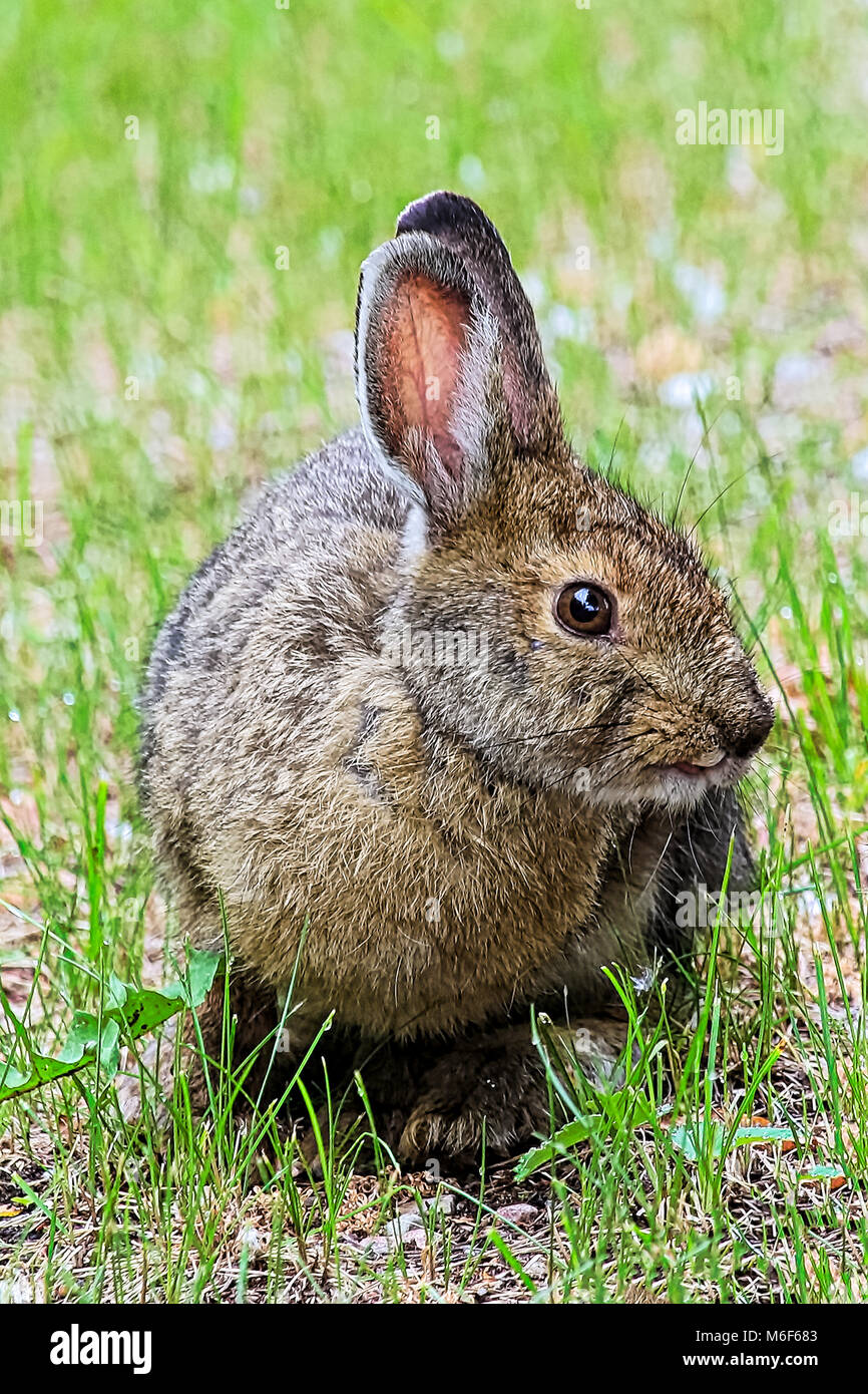 Side view portrait brown hare hi-res stock photography and images - Alamy