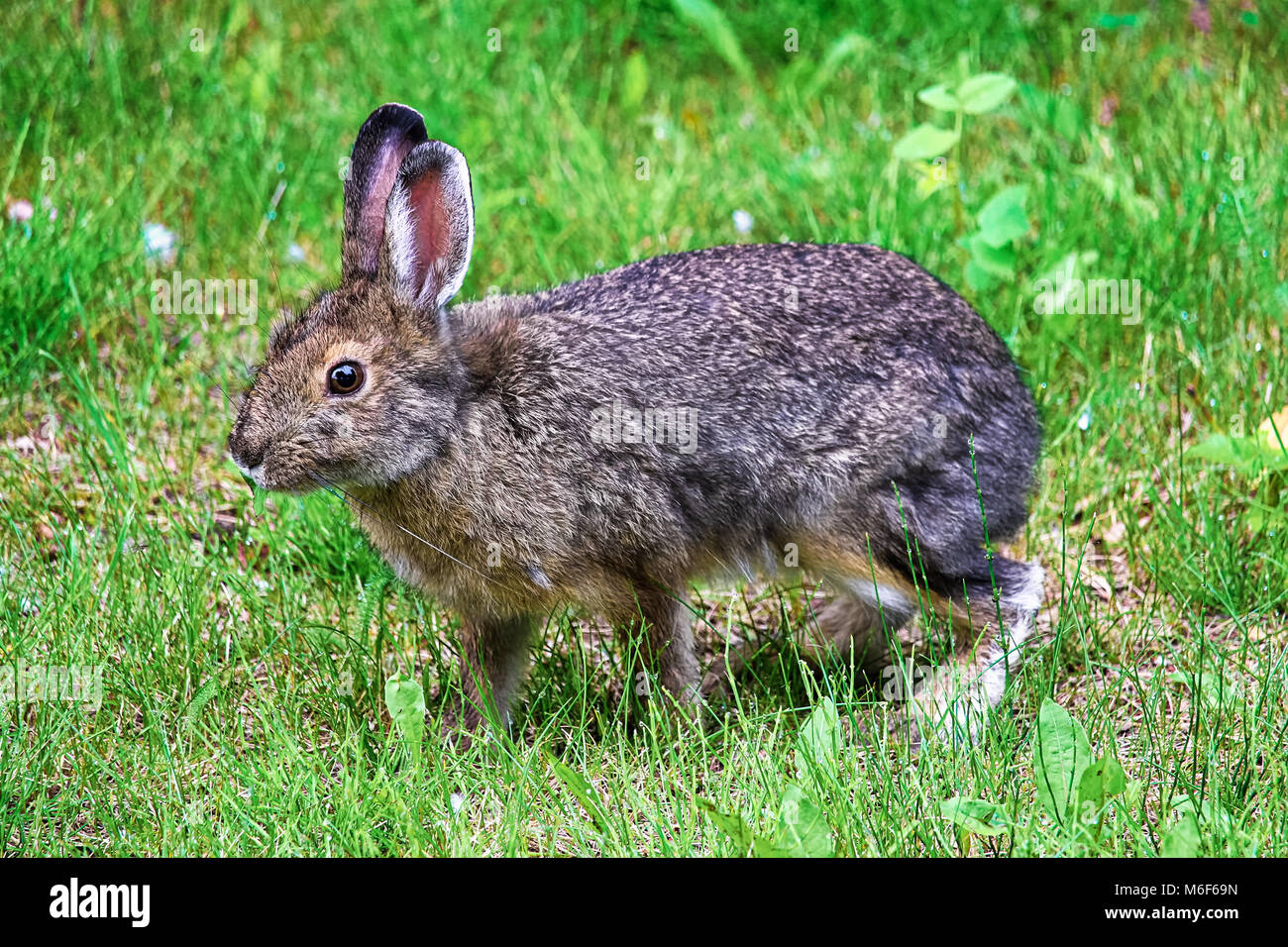Hopping hare hi-res stock photography and images - Alamy