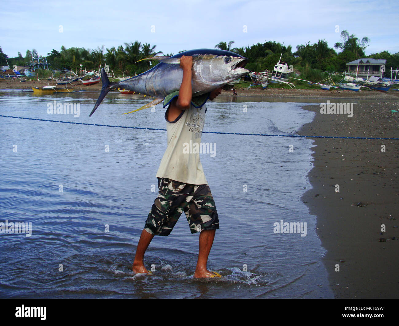Yellowfin tuna Thunnus albacares freshly landed by the artisanal ...