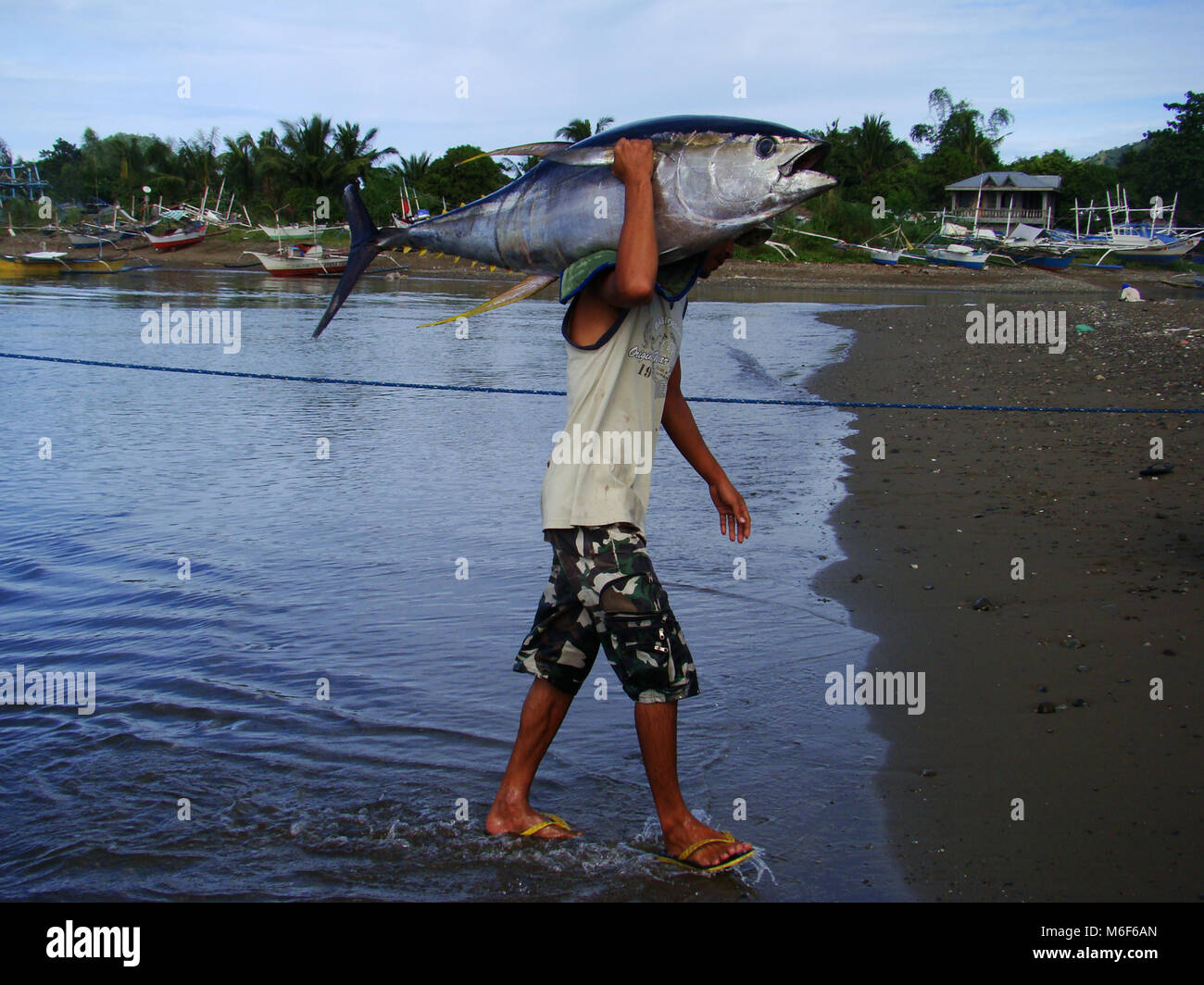 Yellowin Tuna High Resolution Stock Photography and Images - Alamy