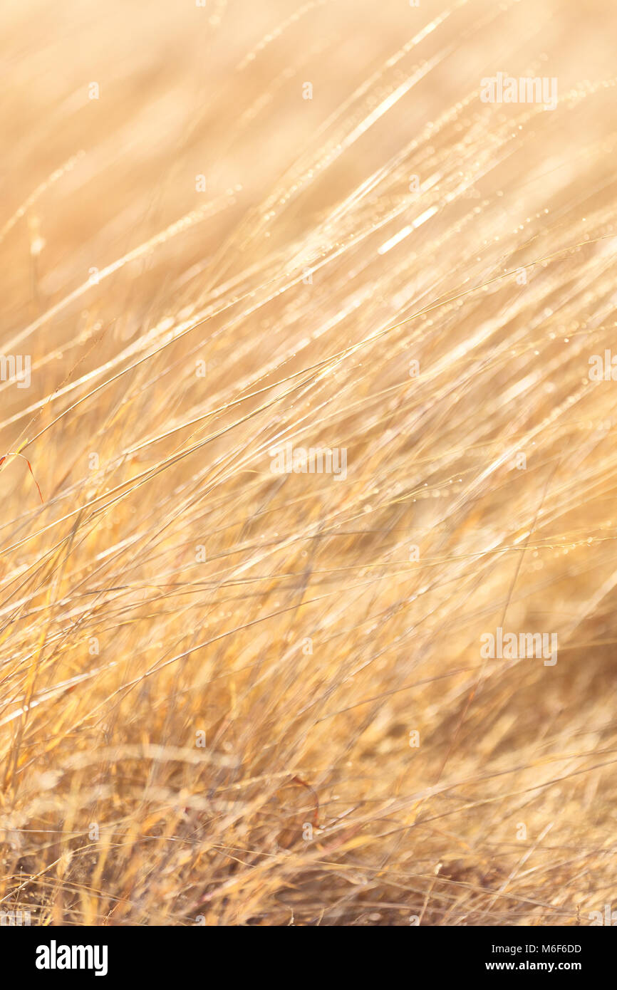 in ethiopia africa the fiels of grass in the morning and the light with ...